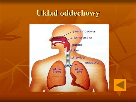 Cz Owiek Ppt Pobierz