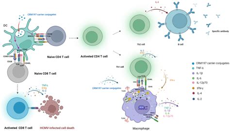王斌教授课题组在international Journal Of Biological Macromolecules发表最新研究成果 青岛大学
