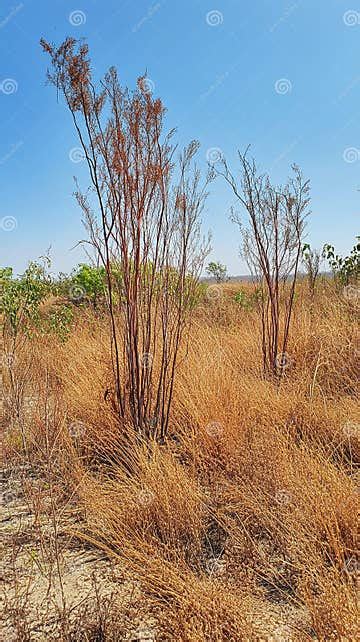 Dry Savanna Transformed By The Spread Of Invasive Buffelgrass