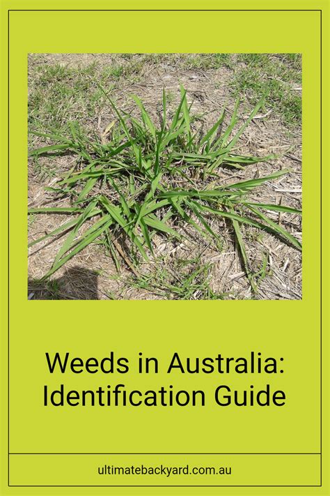 Types Of Weeds In Australia Identification Guide With Pictures Artofit