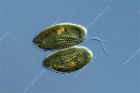 Cryptomonas Algae Light Micrograph Stock Image C058 6478 Science