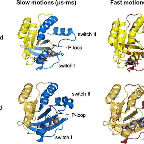 Hypothetical Conformational States Of Ras Proteins In Ras Cycle