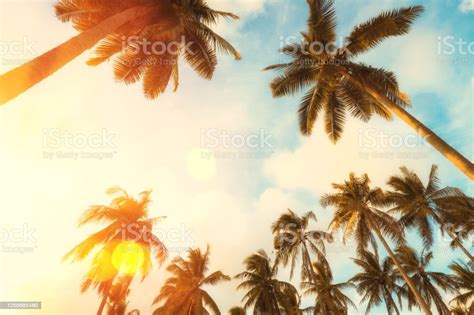 複製空間的剪影熱帶棕櫚樹與日落天空和雲抽象背景的太陽光 照片檔及更多 側影 照片 側影 冒險 地勢景觀 Istock