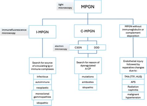 MPGN Classification Adapted From 100 101 A CP Alternative Download Scientific Diagram