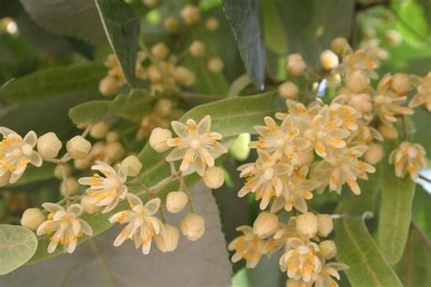 Липите в Стара Загора нападнати от листни въшки може да не цъфнат