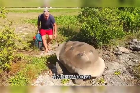 养了35年的乌龟离奇死亡，医生切开肚子一看，里面全都是宝贝