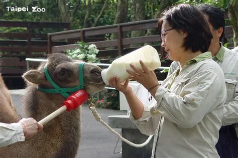 最難過的母親節！北市動物園雙峰駱駝「煙雨」因病離世 粉絲悼念 寵毛星球 生活 Nownews今日新聞