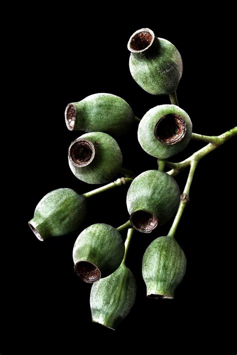 Gum Nuts Ed 1 By Nadia Culph Botanical Wall Art