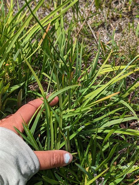 California Bog Asphodel Search Native Plant Hub
