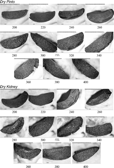 Example Dried Seed Cotyledon Cross Sections After Charring At Specified