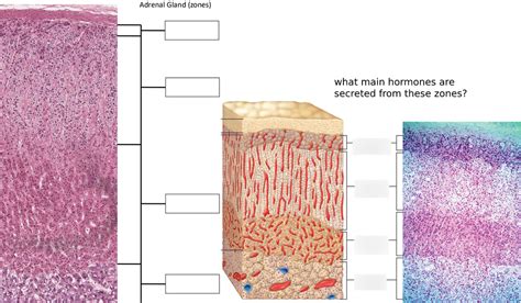 Adrenal Gland Diagram Quizlet
