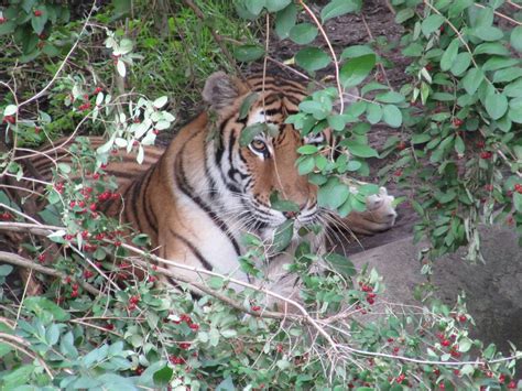 Peek A Boo Tiger Smithsonian Photo Contest Smithsonian Magazine