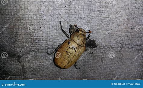 Polyphylla Alba Largest Of The European Melolonthinae It Is Covered
