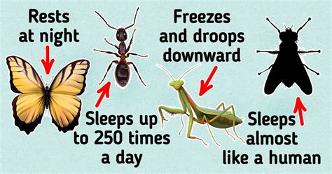 How Insects Sleep 5 Minute Crafts