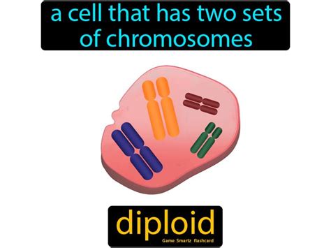 Picture Of Diploid
