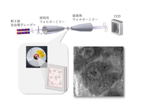 東大ら，xfelで生体観察できる軟x線顕微鏡を開発 Optronics Online オプトロニクスオンライン