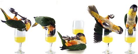 Feketesapkáspapagáj Silly And Beautiful Caique Parrot