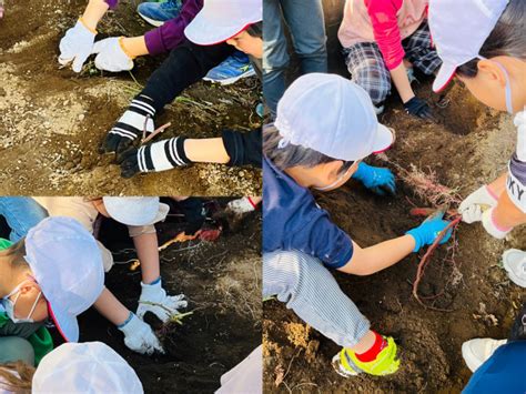 1年生 芋掘り 四街道市立八木原小学校PTA