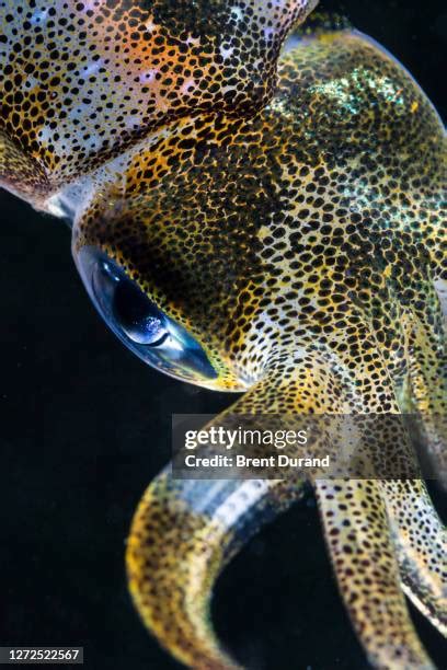 Squid Close Up Photos And Premium High Res Pictures Getty Images