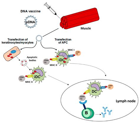 Recombinant Dna Vaccines