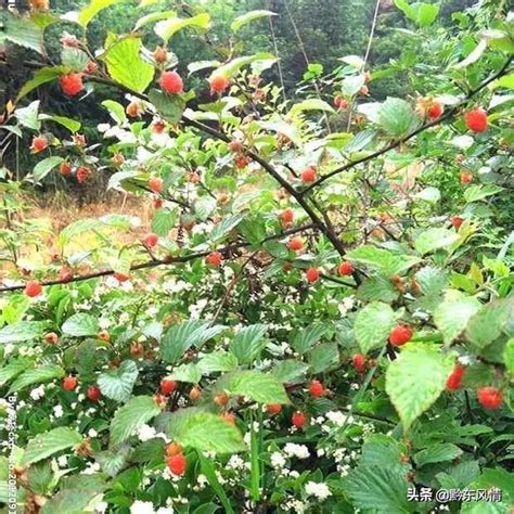 農村野果，比四川蜜桃甜重慶臍橙酸比雲南石榴紅廣西百香果多汁 每日頭條