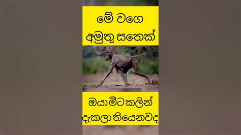සත්තු ගොඩක් කවලම් සතෙක් දැකලා තියෙනවද 😱😱 Youtube