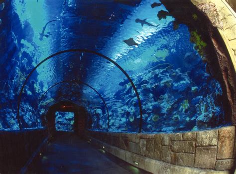 Shark Reef At Mandalay Bay Las Vegas United States Of America Top