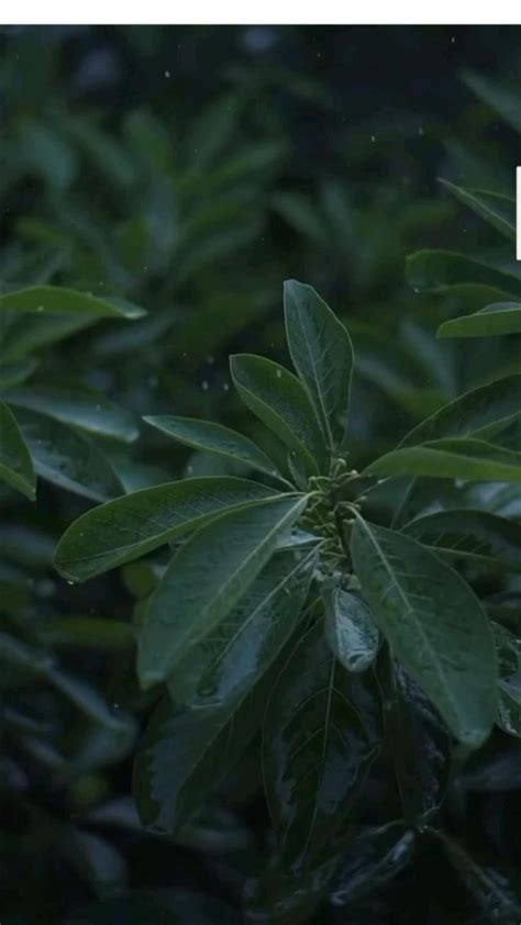 Maine Tera Naam Dil Rakh Diya ️😘 Natureza Beautiful Status