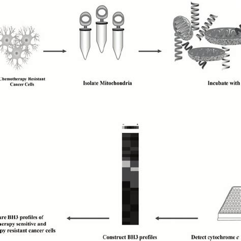 The Strategy Of Bh3 Profiling Involves Isolation Of Mitochondria And