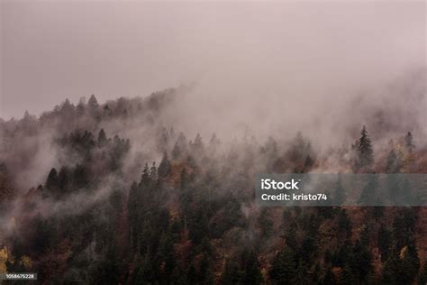 소나무 숲 위의 안개입니다 안개 낀 아침에 젖은 산 지역 보기 0명에 대한 스톡 사진 및 기타 이미지 0명 가을 경관