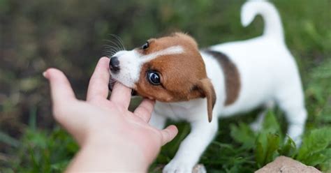 犬を去勢したいけど玉が降りていない！陰睾は放っておいてもいいの？ Pet Ear（ペットイヤー）