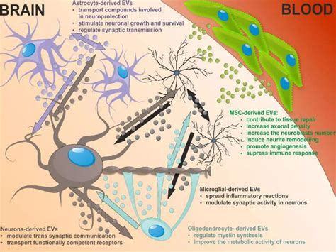 Exosomes In Stroke Pathogenesis And Therapy A Review Ppt