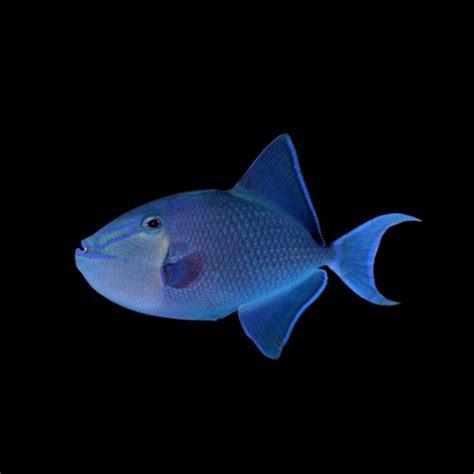 Triggerfish Geemarine