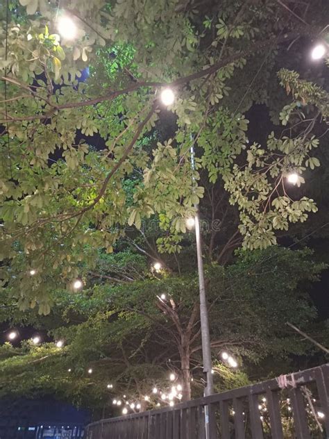 The Light Between The Trees And The Sparkling Night Stock Image Image