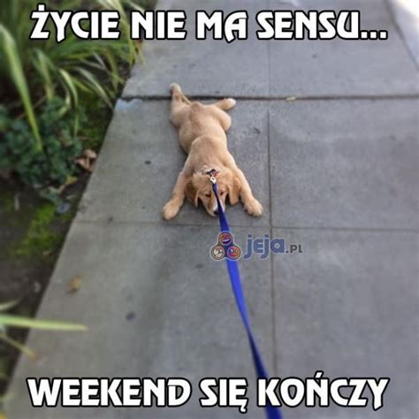 Życie Nie Ma Sensu Jejapl