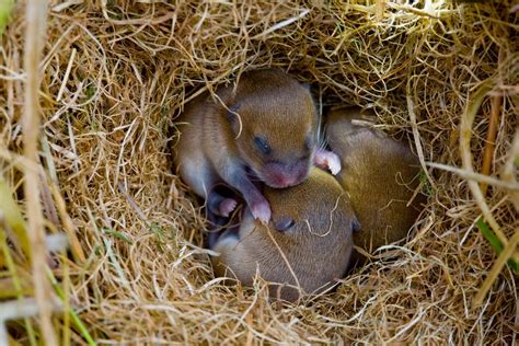 Field Mouse Nest At Roberta Shanklin Blog