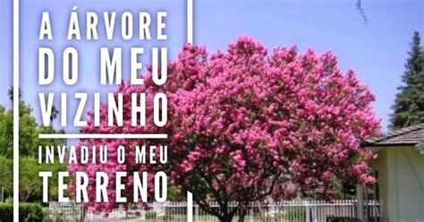 Conhecimento além da sala de aula A árvore do vizinho invadiu o meu