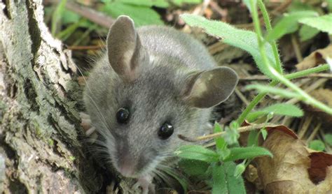 Peromyscus Deer Mice Facts Distribution And Population Biodb