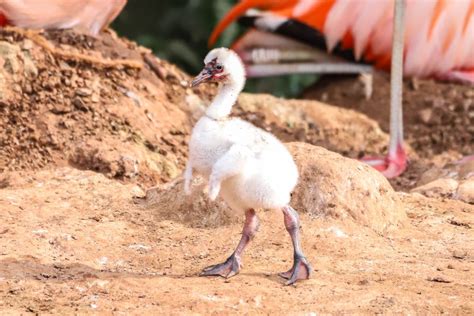 Same Sex Flamingo Pair Successfully Hatches An Egg Together At A Uk Zoo
