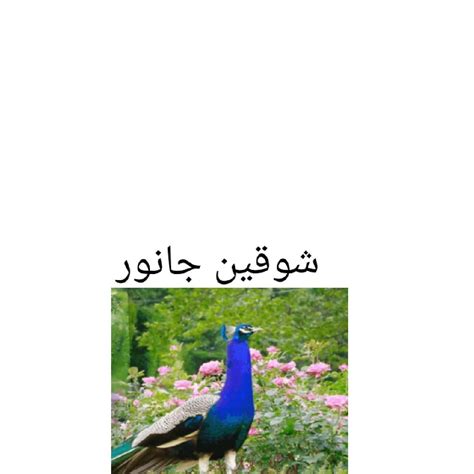 شوقین شکاری
