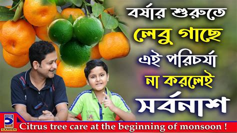বর্ষার শুরুতে লেবু গাছে এই পরিচর্যা না করলেই সর্বনাশ Citrus Tree Care