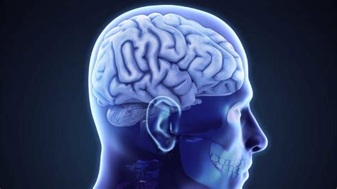 Men Vs Women We Now Know Who Has The Bigger Brains Abc13 Houston