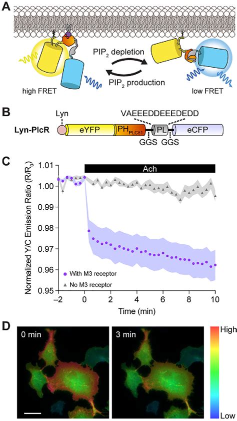 Figure 1 From Fluorescent Biosensors For Multiplexed Imaging Of Phosphoinositide Dynamics