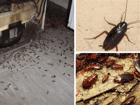 Як позбутися тарганів назавжди ТОП 3 ефективних способи від досвідчених господарок