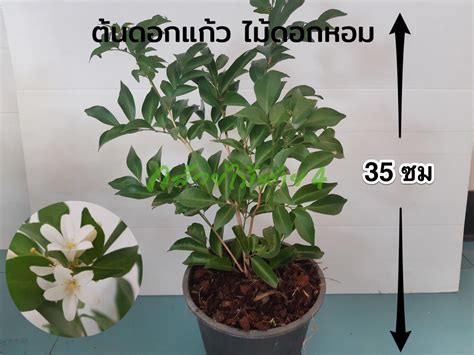 จำหน่ายต้นไม้ปลูกในบ้าน ไม้ฟอกอากาศ ไม้มงคล ไม้ดูดสารพิษ