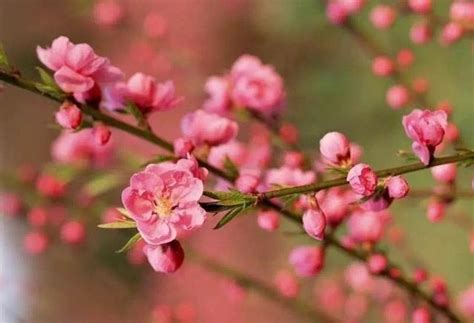 花又落 任花落 花落溪 大山谷图库