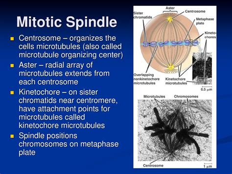 Chapter 12 The Cell Cycle Ppt Download