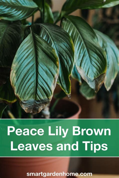 Why Do Peace Lily Plants Get Brown Leaves And Tips Artofit