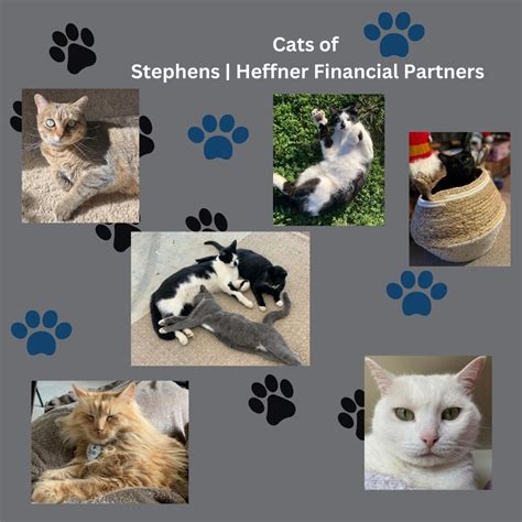 Stephens Heffner Financial Partners On Linkedin Happy National Cats Day Enjoy The Cats Of