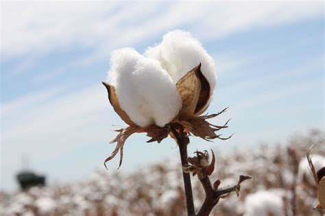 Dream Meaning of Cotton - Dream Interpretation